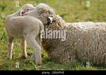 Land sheep, Merino, Lamb, Merino sheep Stock Photo - Alamy