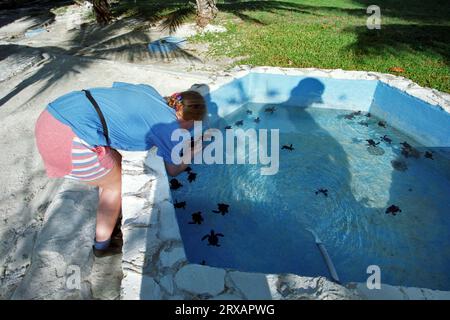 Student caring for baby turtles in the sea turtle hatchery Stock Photo ...