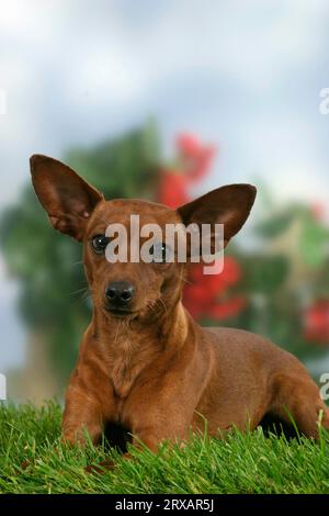 Dwarf Pinscher, Pinscher, Deer Pinscher, Dwarf Grey Pinscher Stock ...