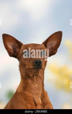 Dwarf Pinscher, Pinscher, Deer Pinscher, Dwarf Grey Pinscher Stock ...