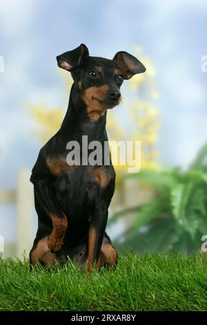Dwarf Pinscher, Pinscher, Deer Pinscher, Dwarf Grey Pinscher Stock ...
