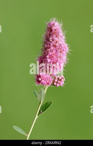 Birch-leaved Spiraea, willow-leaved spirea shrub (Spiraea salicifolia ...
