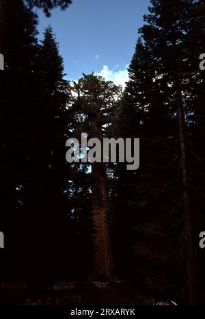 The Fallen Monarch, a famous giant sequoia in California, was once one ...