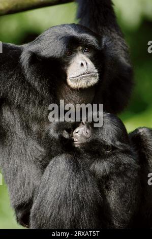 Siamang (Hylobates syndactylus), two, sit, ground, look, gibbons ...
