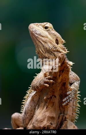 The Australian bearded dragon Pogona barbatus, also known as the ...