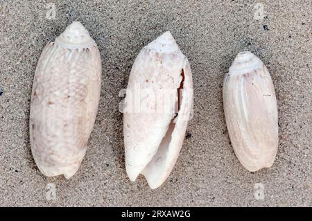 Olive snail, snail shell, Sanibe (Oliva), snail shells, detachable ...