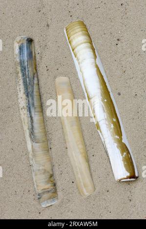 Common sword-shell (Ensis directus), shell, sword-shaped knife-sheath ...
