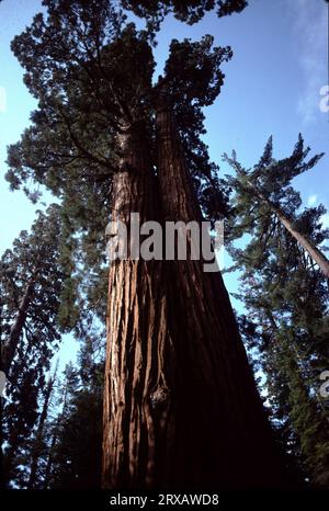 Fallen Monarch Tree in Mariposa Grove, Yosemite National Park ...