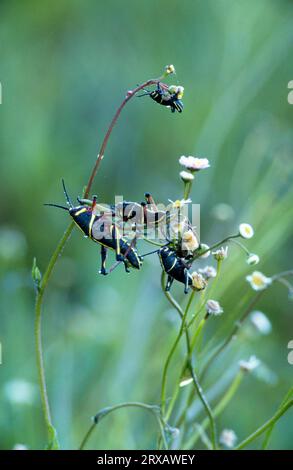 Adult Eastern lubber grasshopper (Romalea microptera) navigating a ...