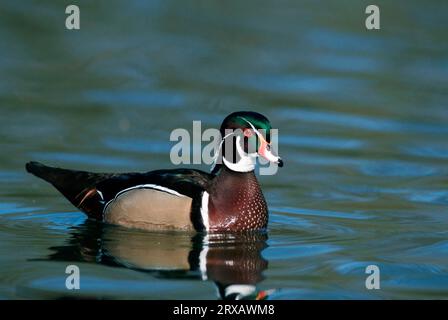 Mature male Wood Duck (Aix sponsa). June in Acadia National Park, Maine ...