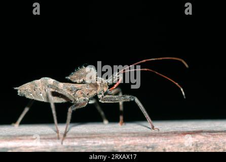 Wheel bug (Arilus cristatus), Audubon Corkscrew Swamp Sanctuary, wheel ...