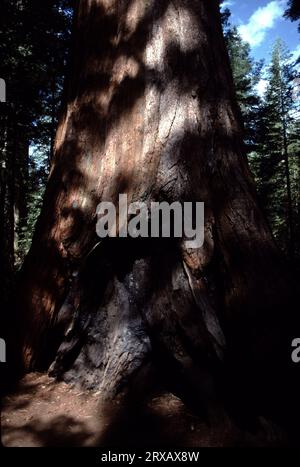 Fallen Monarch Tree in Mariposa Grove, Yosemite National Park ...