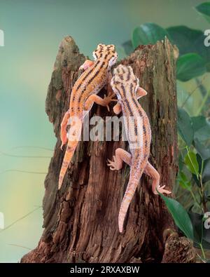 Wonder Gecko (Teratoscincus scincus keyserlingii Stock Photo - Alamy