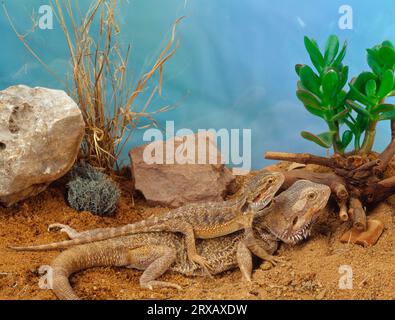Bearded dragons, pair (Amphibolorus vitticeps) (Pogona barbatus Stock ...