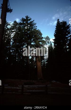 Fallen Monarch Tree in Mariposa Grove, Yosemite National Park ...