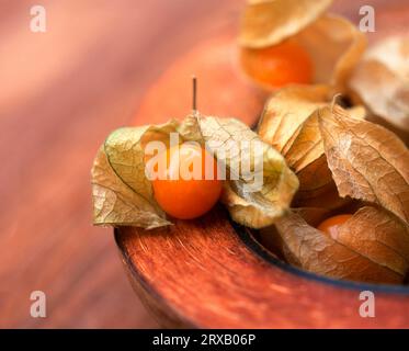 Physalises (Physalis peruviana) in shell, Peruvian cherry, Andean berry ...