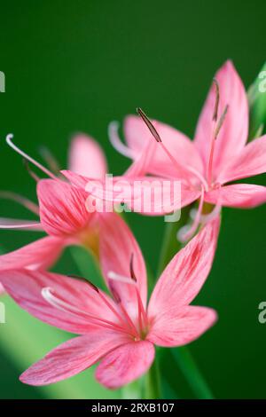 Kaffir Lily, Crimson Flag Lily (Hesperantha coccinea Stock Photo - Alamy