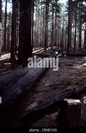 Fallen Monarch Tree in Mariposa Grove, Yosemite National Park ...
