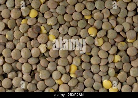 Brown lentils (Lens esculenta) from organic cultivation Stock Photo - Alamy