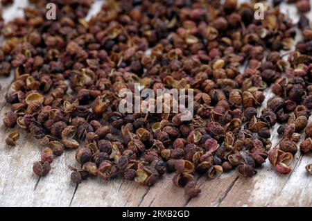 Szechuan pepper, Fagara, Zanthoxylum piperitum (Zanthoxylum piperitum ...