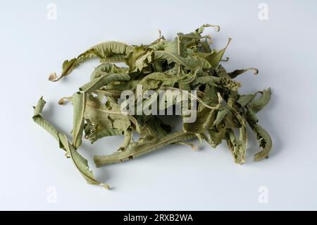 Dried Common vervain (Verbena officinalis Stock Photo - Alamy