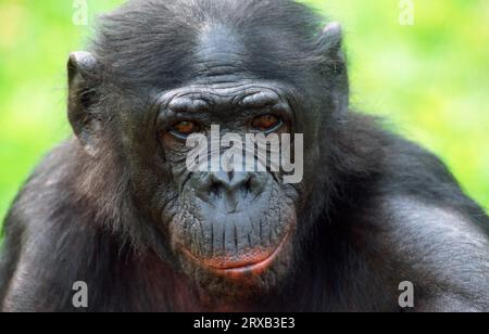 Mature Female Bonobo or Pygmy Chimpanzee (Pan Paniscus) playing games ...