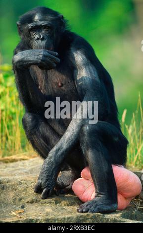 Bonobo female in rut Pan paniscus Pygmy Chimpanzee Stock Photo - Alamy