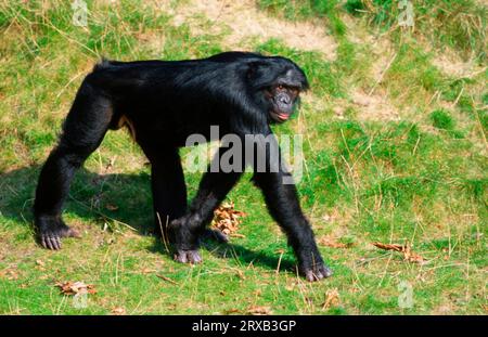 Bonobo (Pan paniscus), male, bonobo Stock Photo - Alamy