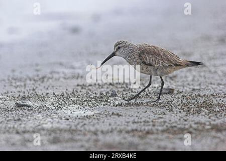 Curlew Sandpiper (Calidris ferruginea), Walvis Bay, Namibia Stock Photo ...