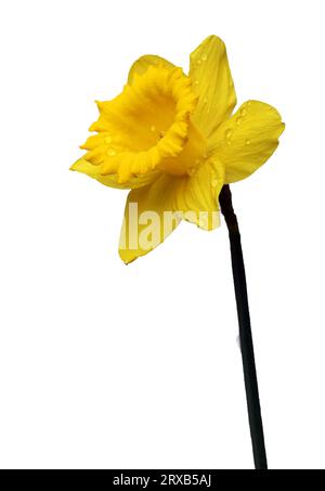 Pretty yellow daffodils on white background isolated Stock Photo - Alamy