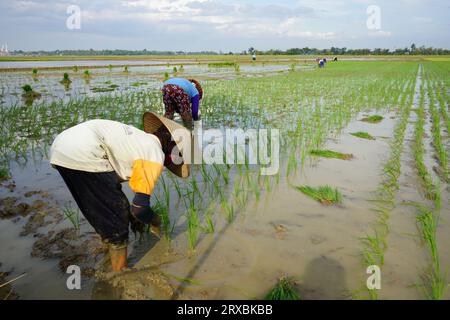 A farmer is planting young rice seeds by walking backwards in a muddy ...