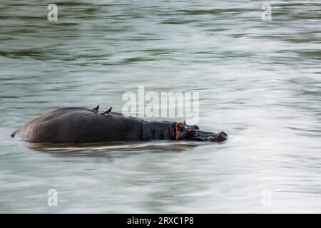 Hippopotamus swiming in flood river with long exposure effect in Kruger ...