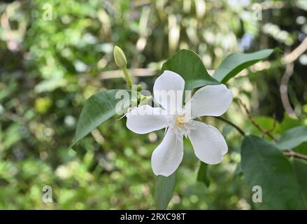 Close-up of coral swirl/tellicherry bark flowers Stock Photo - Alamy
