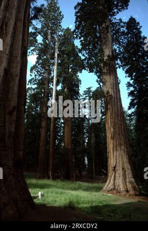 Fallen Monarch Tree in Mariposa Grove, Yosemite National Park ...