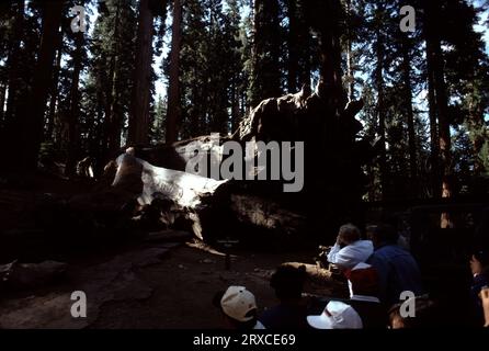 Fallen Monarch Tree in Mariposa Grove, Yosemite National Park ...