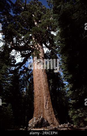 Fallen Monarch Tree in Mariposa Grove, Yosemite National Park ...