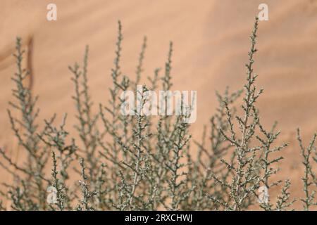 Desert plant (Cornulaca monacantha) near Aswan, Egypt Stock Photo - Alamy