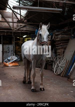 A horse in a stable in Dublin city, Ireland Stock Photo - Alamy