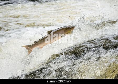 Atlantic salmon (Salmo salar), River Almond, Perthshire, Scotland Stock ...