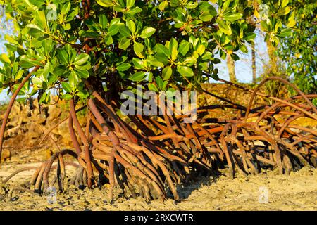 Red Mangrove growing in inter-tidal estuary zone in Fiji Stock Photo ...
