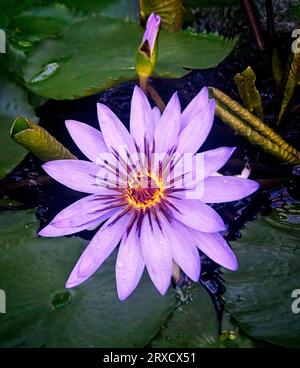 emergent vegetation Calgary Zoo Alberta Stock Photo - Alamy