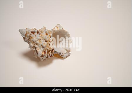 seashell marine decoration with space copy on yellow background Stock ...