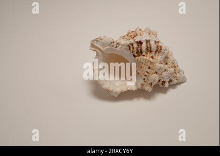 twisted mollusc shell on a white background Stock Photo - Alamy