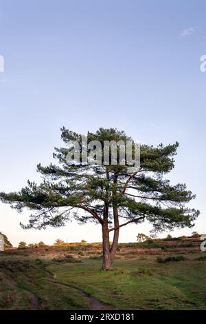 Lone scots pine tree in the snow just after snow fall on Great Mell ...
