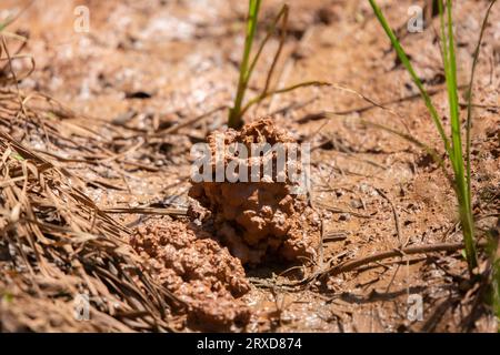 Digger crawfish (Creaserinus fodiens) building its chimney in the mud ...