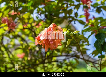 Mussaenda philippica tree growing in Malaysia Stock Photo - Alamy