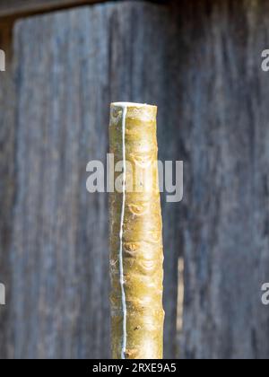 Toxic milky white sap dripping from a freshly pruned Plumeria or ...