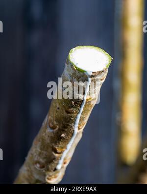 Toxic milky white sap dripping from a freshly pruned Plumeria or ...