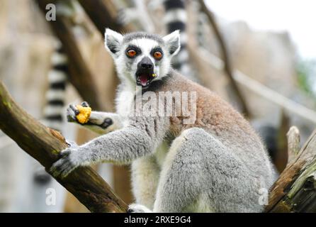 A ring-tailed lemur in Qingdao Forest Wildlife World in Qingdao City ...