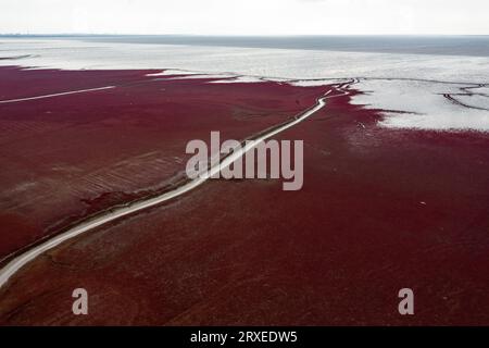 Aerial photo shows beautiful scenes of the red beach wetland in Panjin ...
